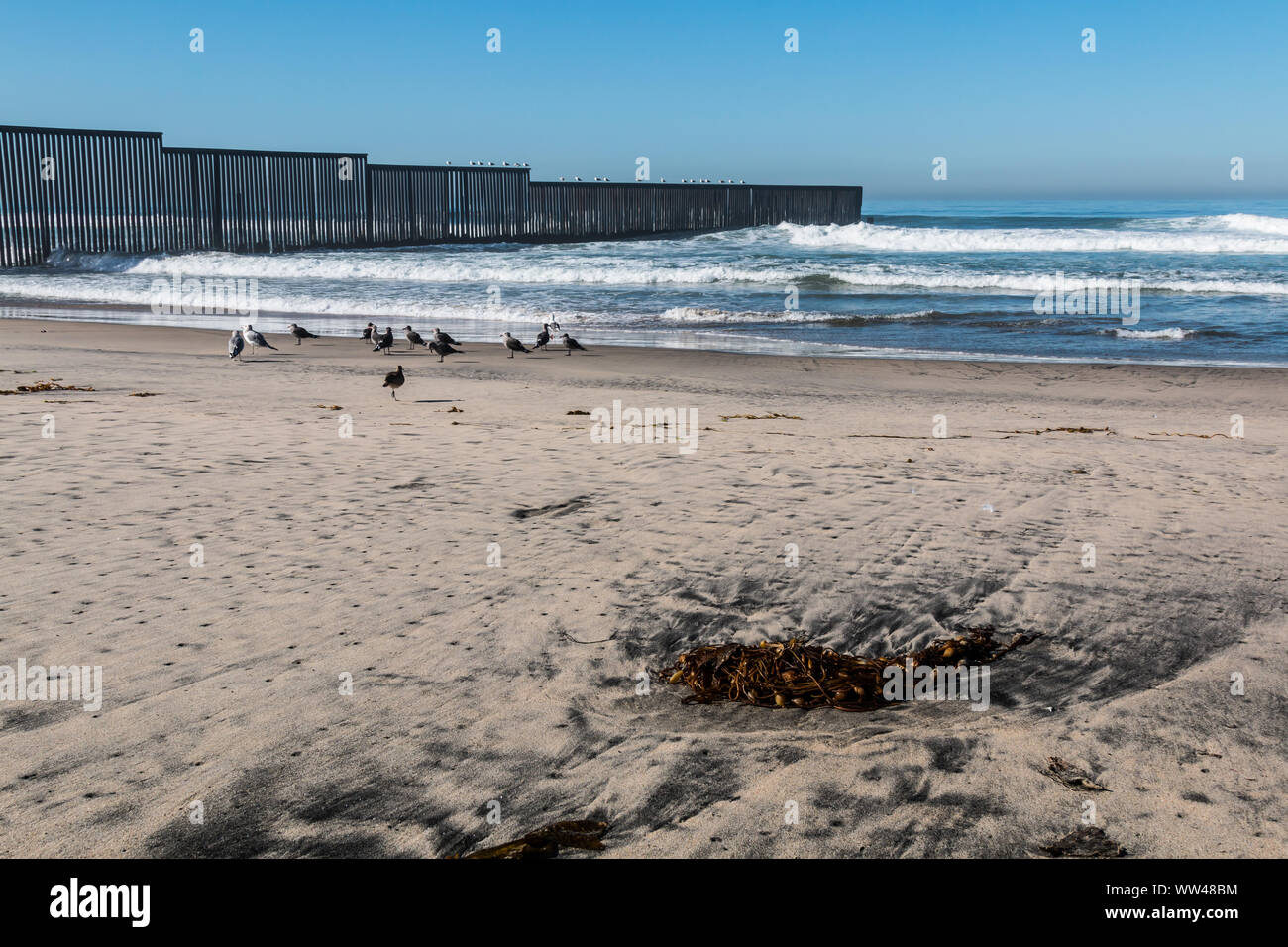 Seaweed on an empty beach at Border Field State Park, with the ...