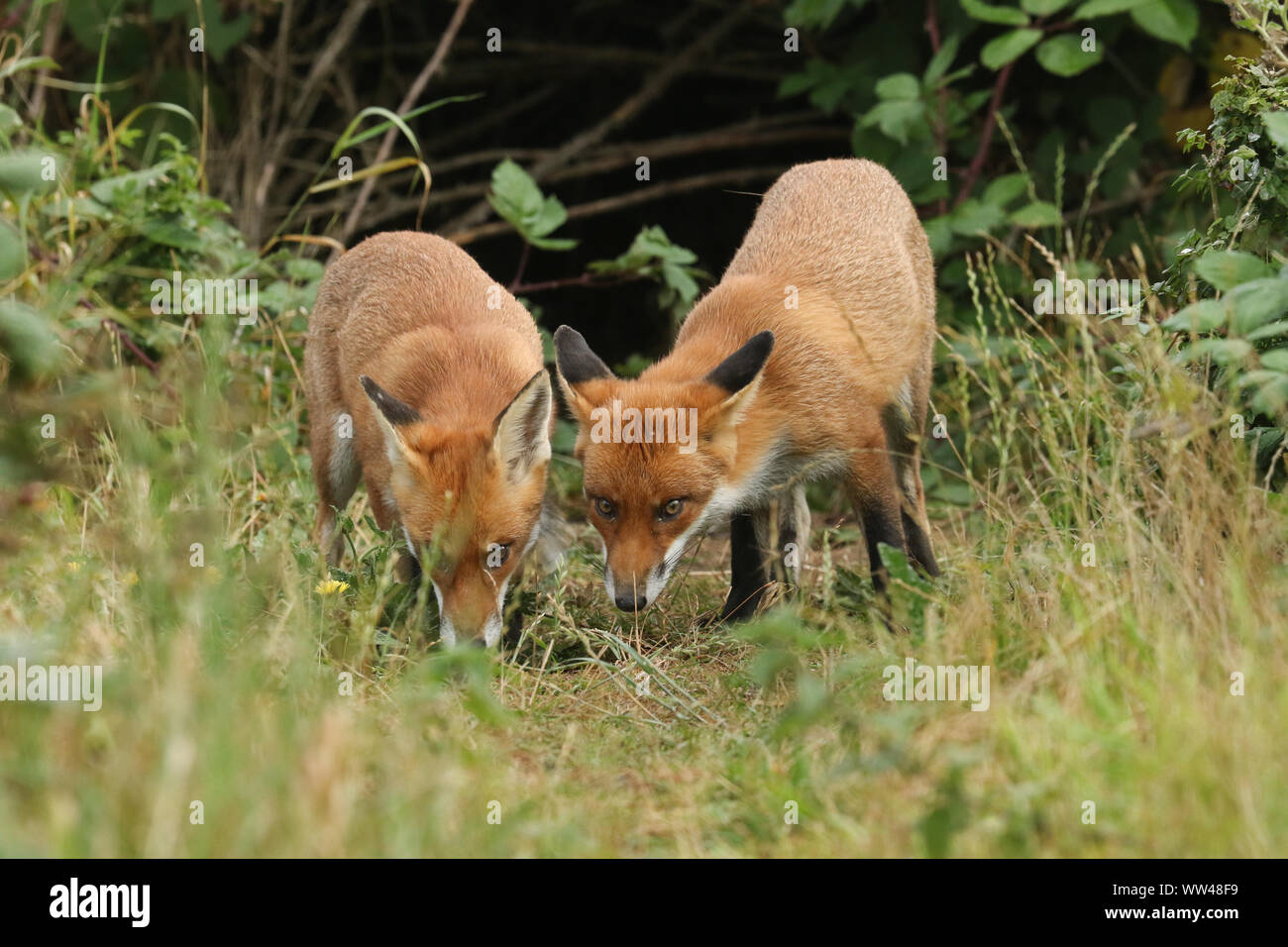 Two hunting hungry wild Red Foxes, Vulpes vulpes, standing at the ...