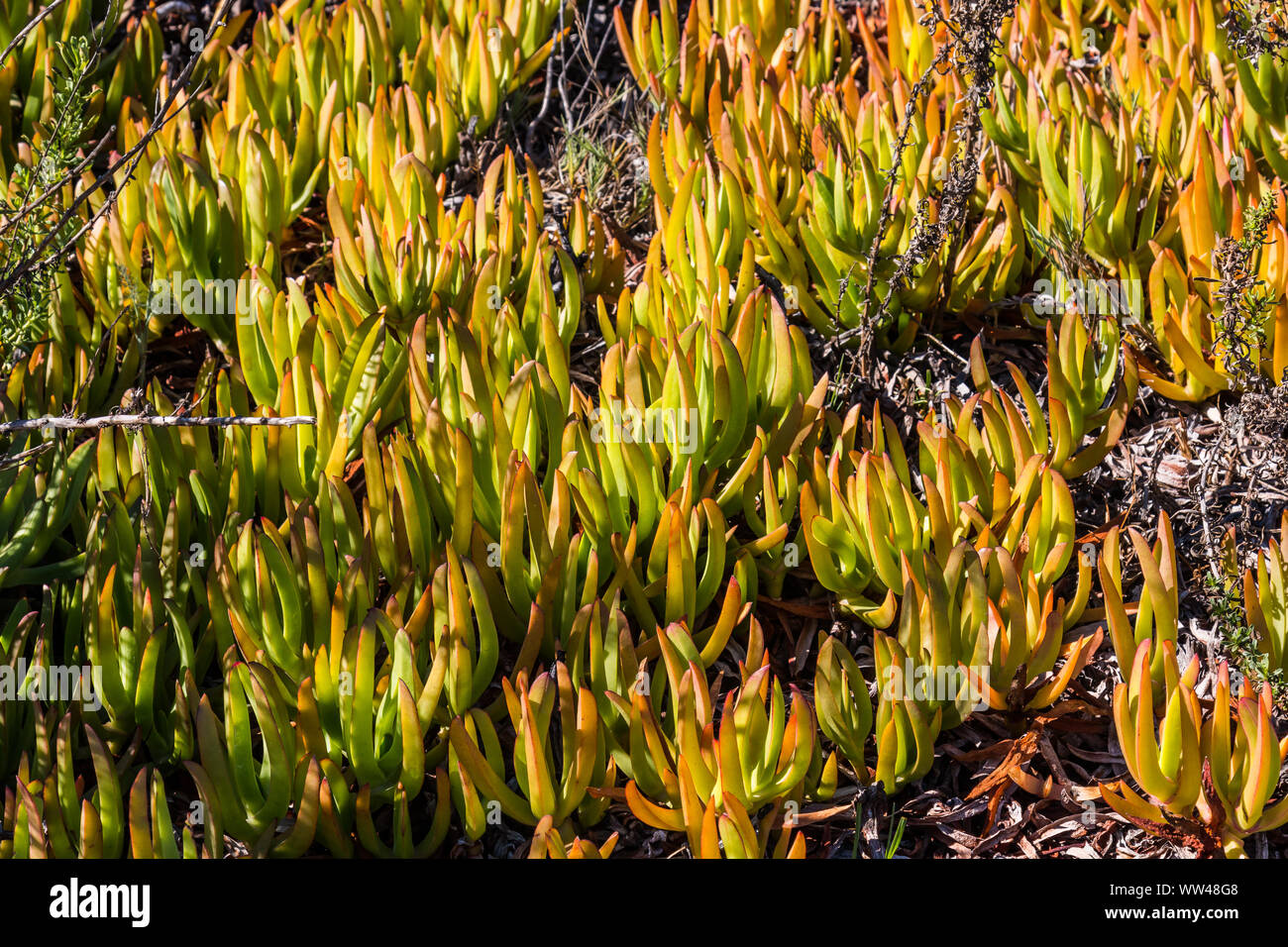 Carpobrotus edulis (Hottentot Fig) ice plants growing in Southern ...