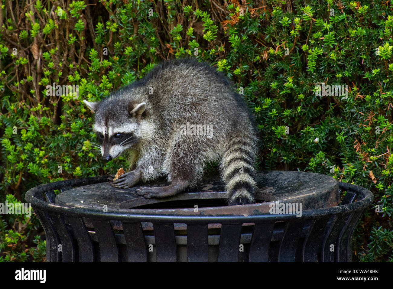 Raccoon garbage hi-res stock photography and images - Alamy