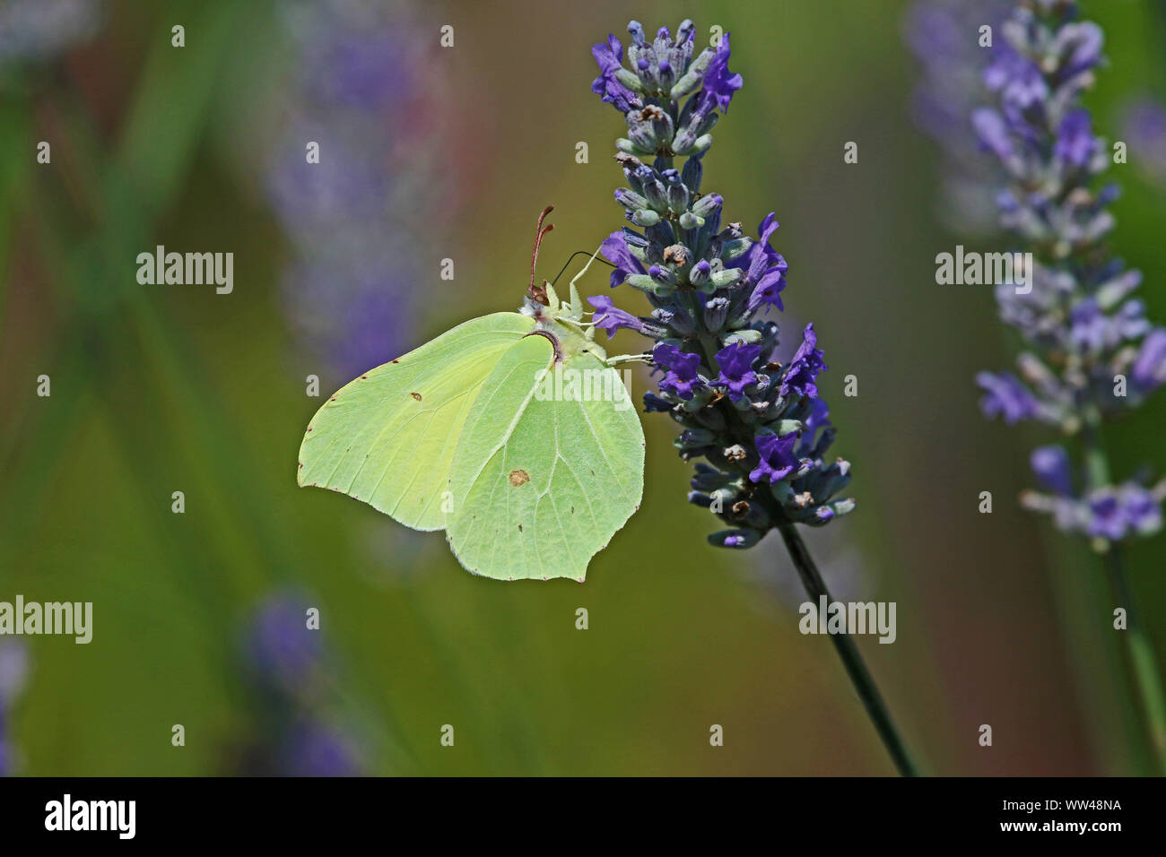 Pollinator garden flower group hi-res stock photography and images - Alamy
