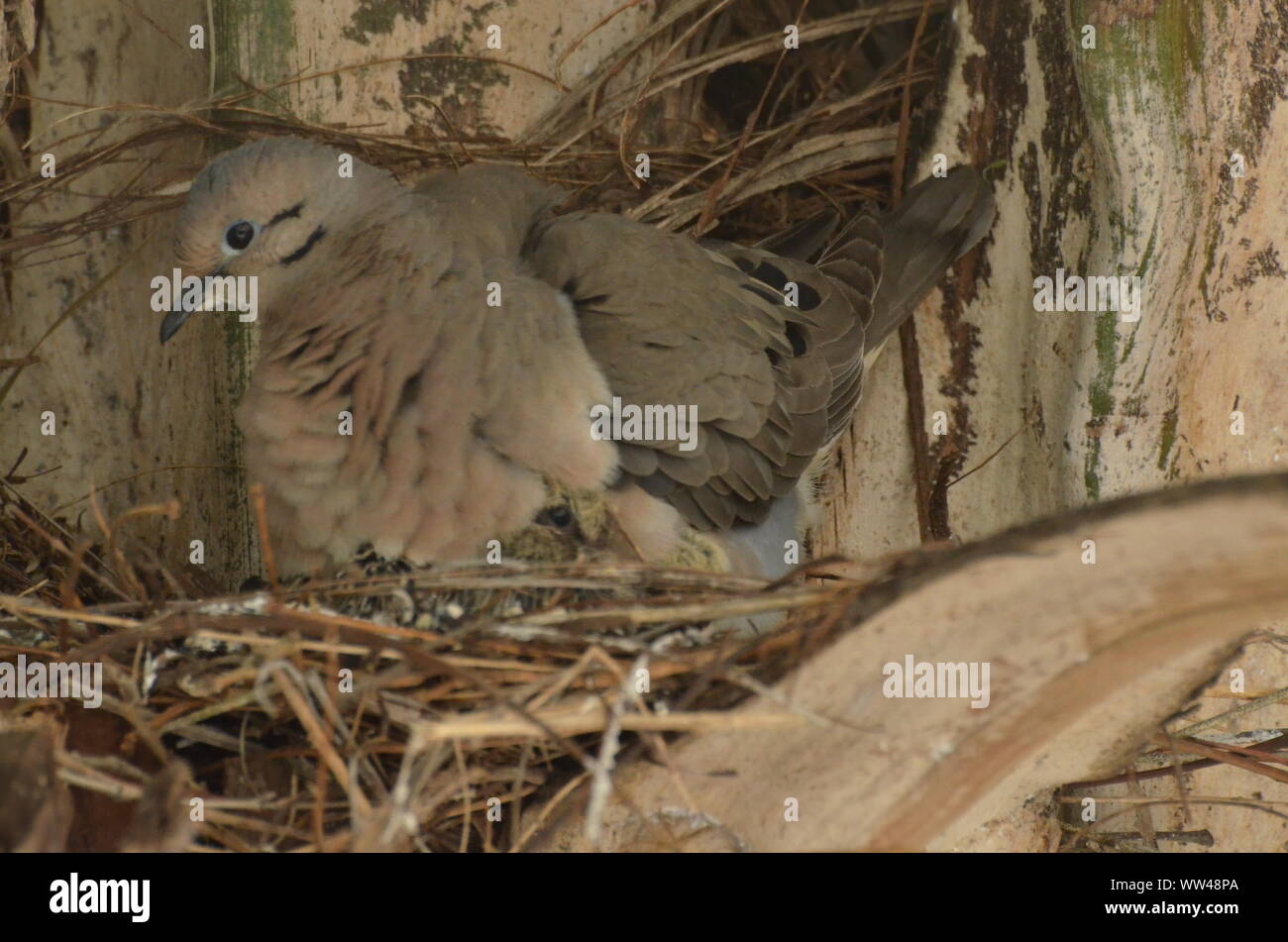 Bird nurturing and feeding baby birds on their nest Stock Photo - Alamy