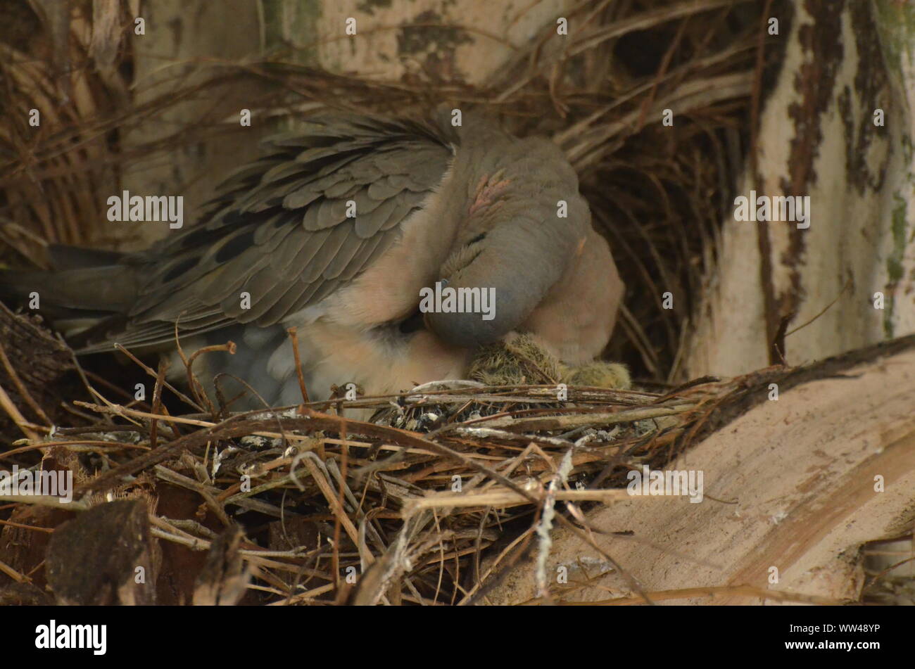 Bird nurturing and feeding baby birds on their nest Stock Photo - Alamy