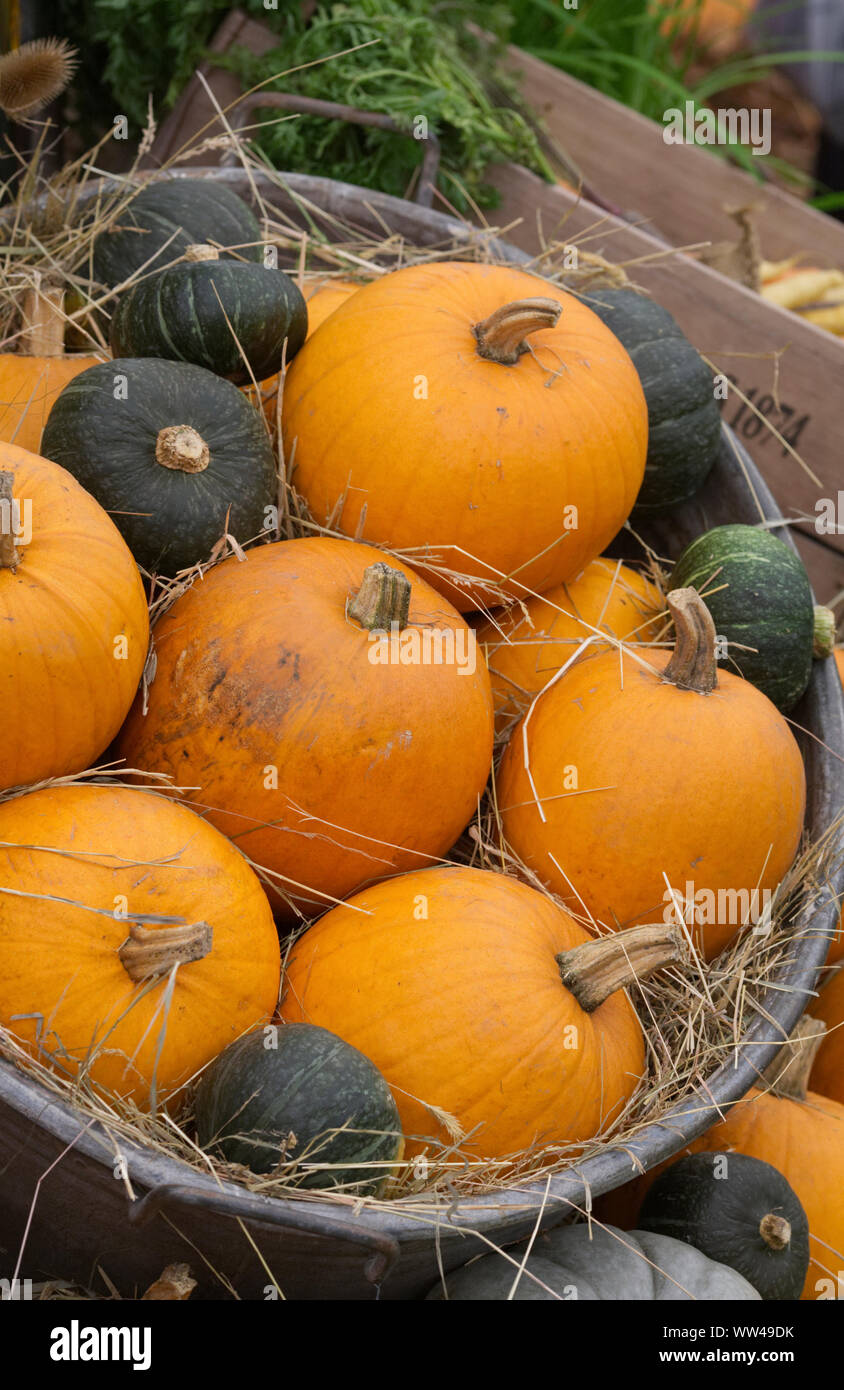 Cucurbita maxima. A bucket of pumpkins at the RHS Malvern Autumn Show ...