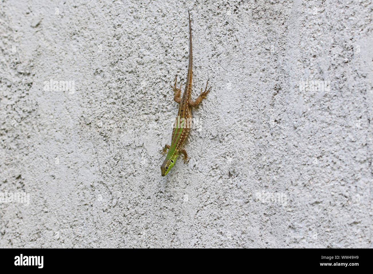 Italian wall lizard bright green and close up Latin name podarcis ...