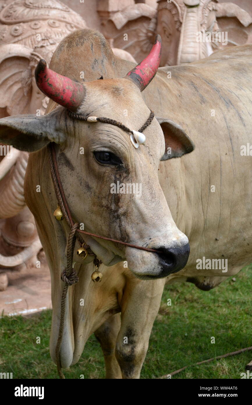 A cow is standing just in front of hindu temple Sri Shakti, Selangor, Malaysia. In hinduism ...