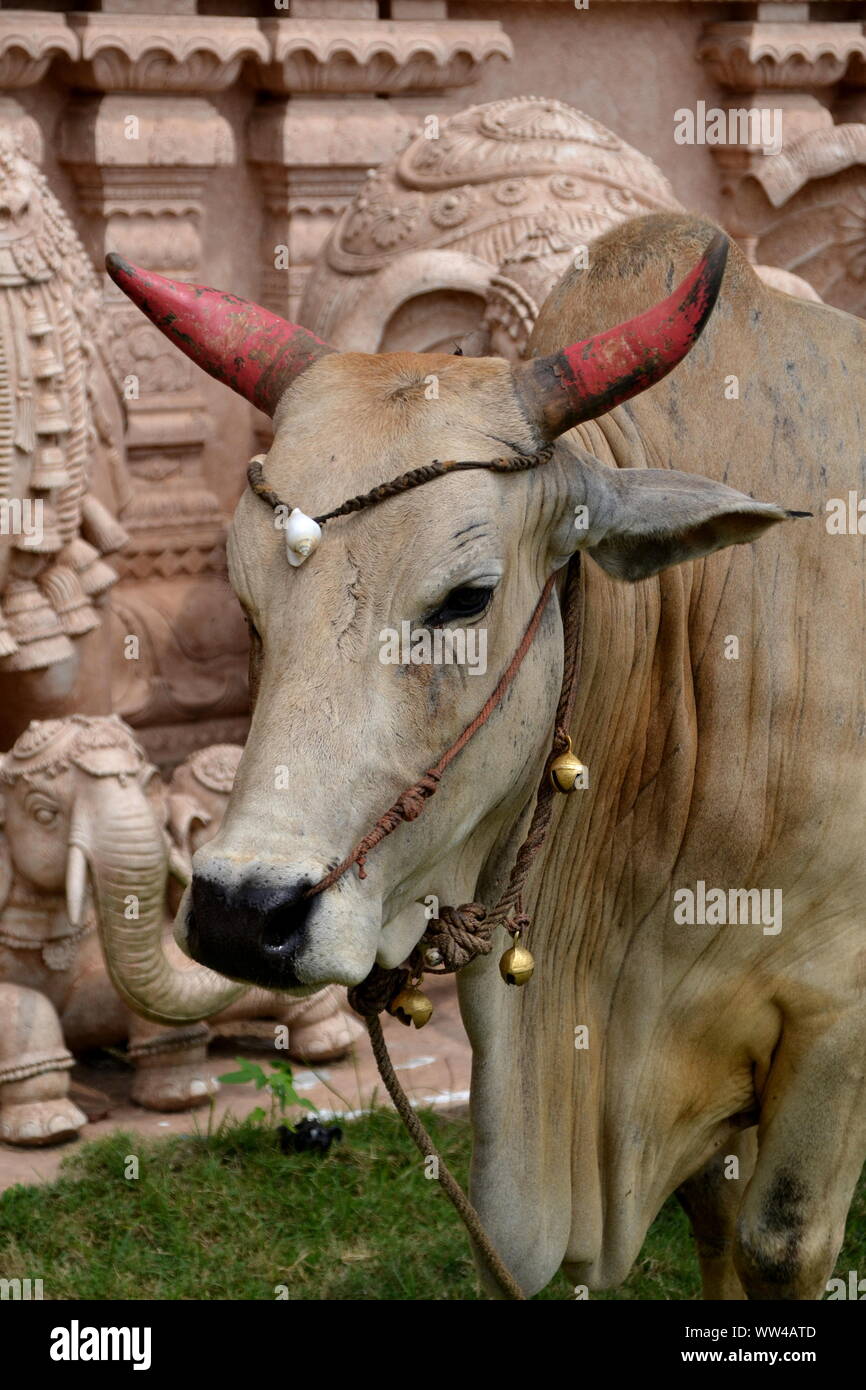 A cow is standing just in front of hindu temple Sri Shakti, Selangor, Malaysia. In hinduism ...