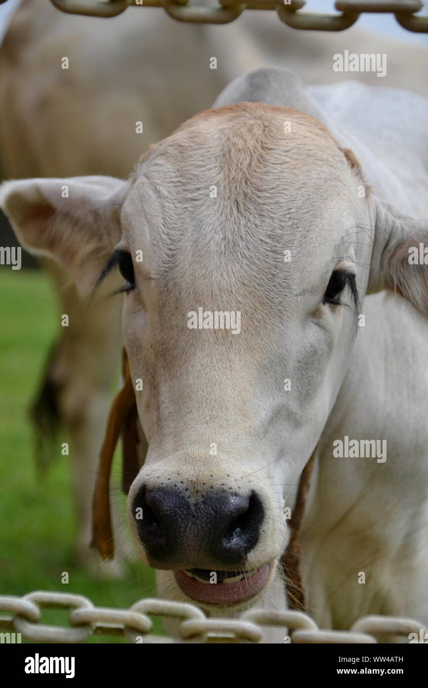 A cow is standing just in front of hindu temple Sri Shakti, Selangor, Malaysia. In hinduism ...
