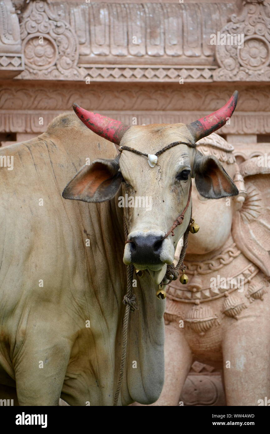 A cow is standing just in front of hindu temple Sri Shakti, Selangor, Malaysia. In hinduism ...