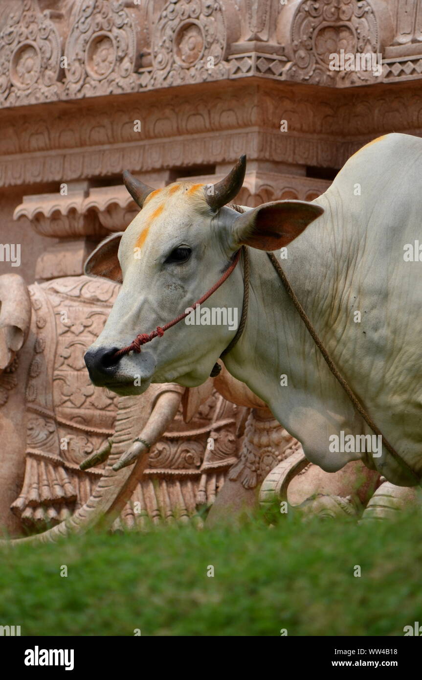 A cow is standing just in front of hindu temple Sri Shakti, Selangor, Malaysia. In hinduism ...