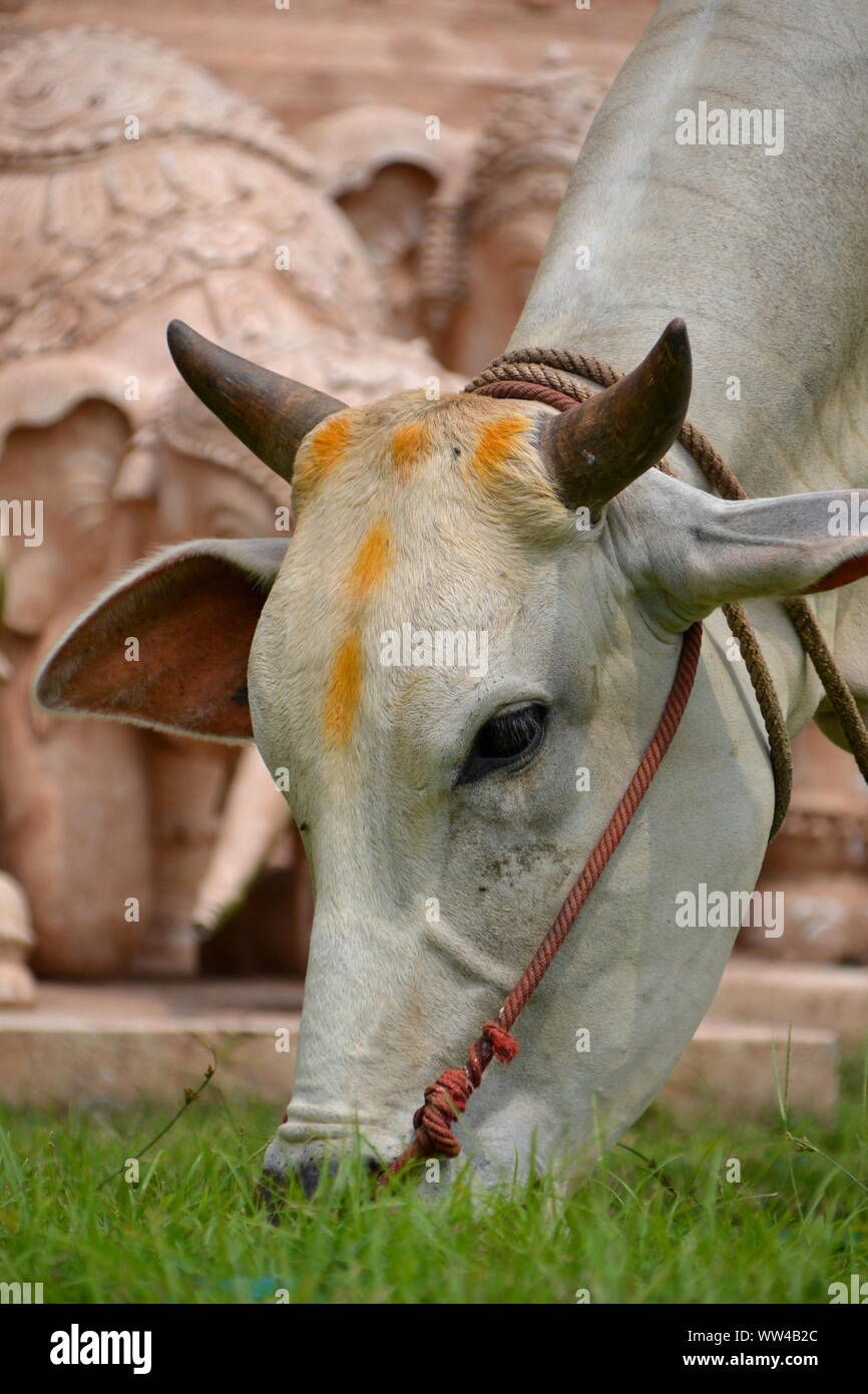 Cow in front hindu temple hi-res stock photography and images - Alamy