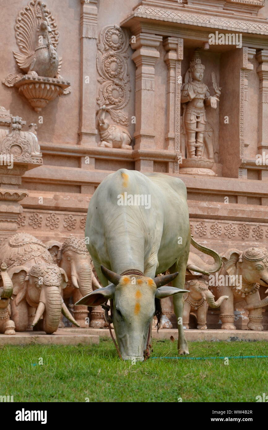 A cow is standing just in front of hindu temple Sri Shakti, Selangor, Malaysia. In hinduism ...
