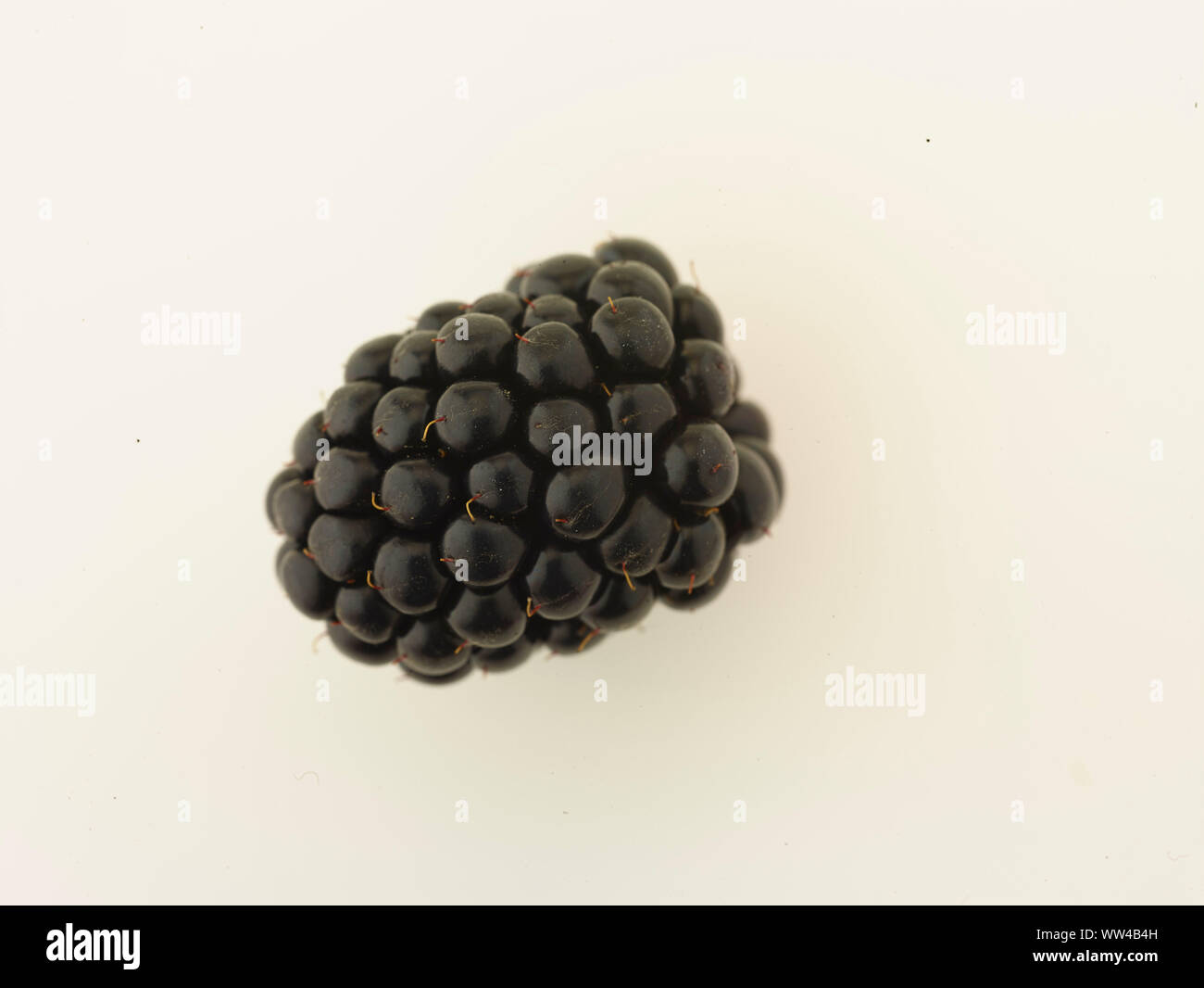 Blackberry close-up fruit food portrait Stock Photo - Alamy