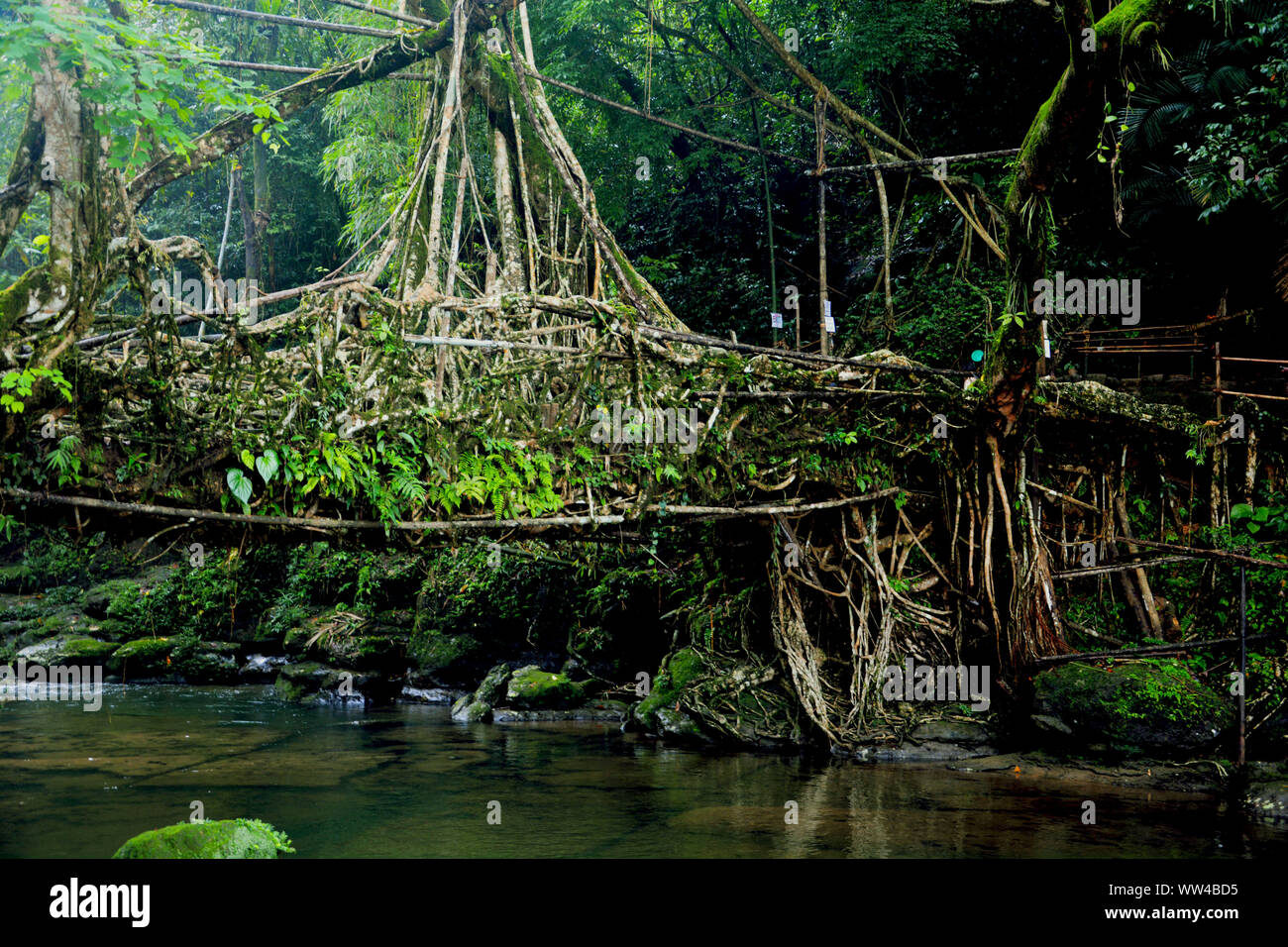 Living root bridge hi-res stock photography and images - Alamy