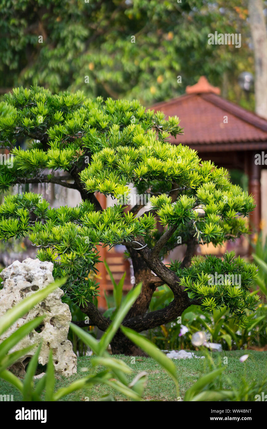 Bonzai Trees in Royal Floria, Putrajaya Stock Photo - Alamy