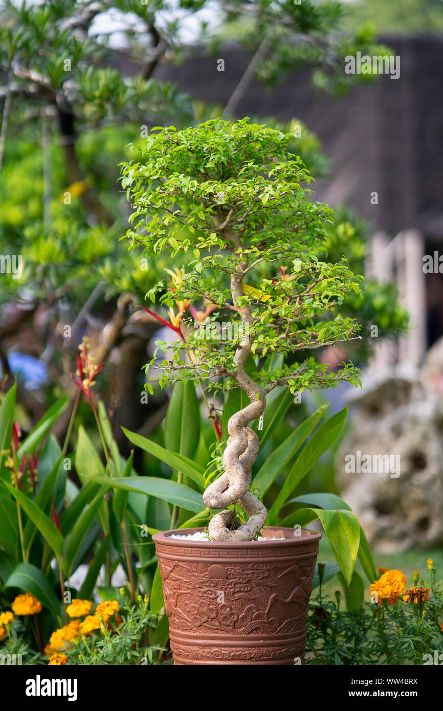 Bonzai Trees in Royal Floria, Putrajaya Stock Photo - Alamy