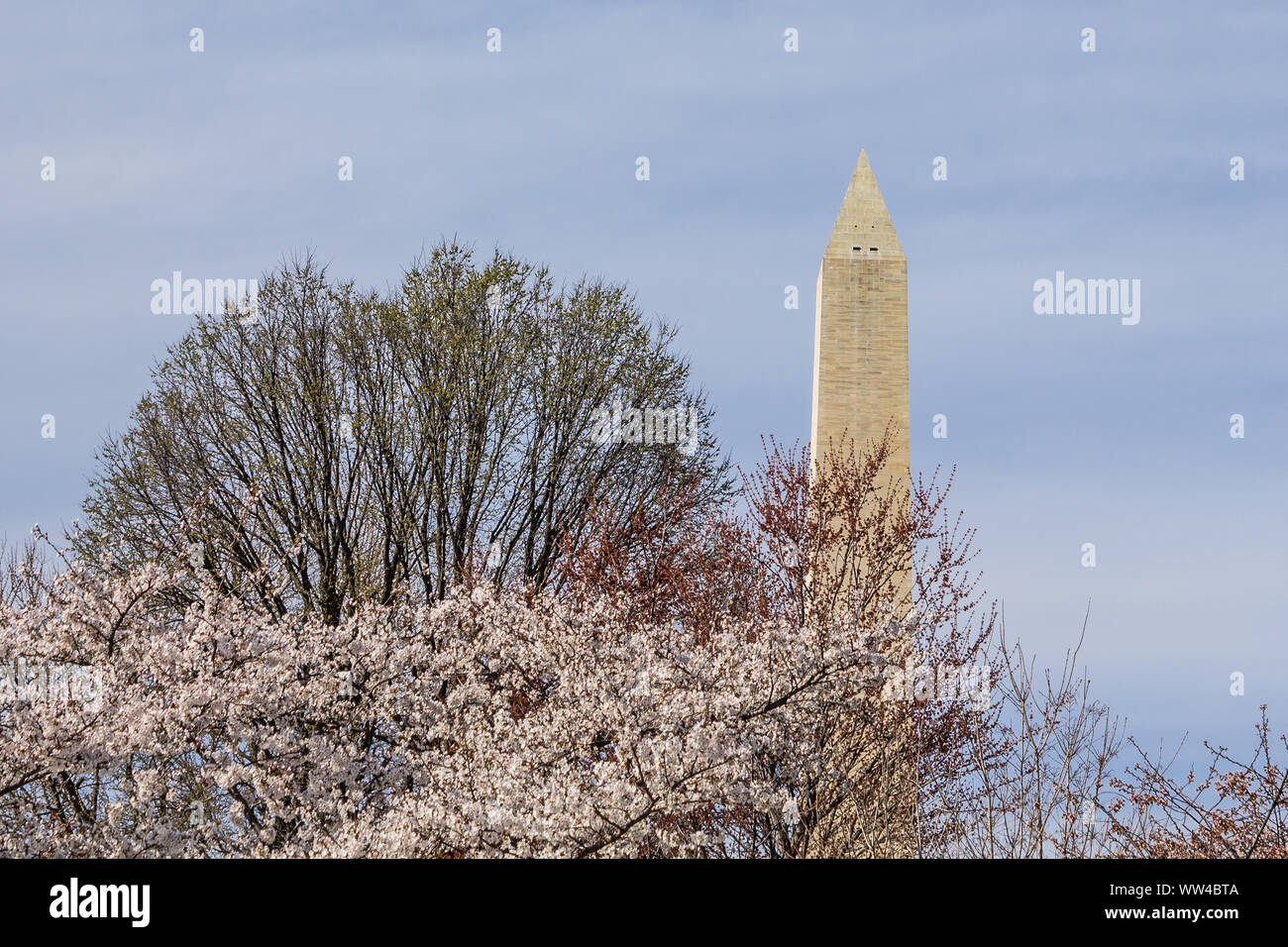 The Washington monument, in the springtime, with budding cherry blossom ...