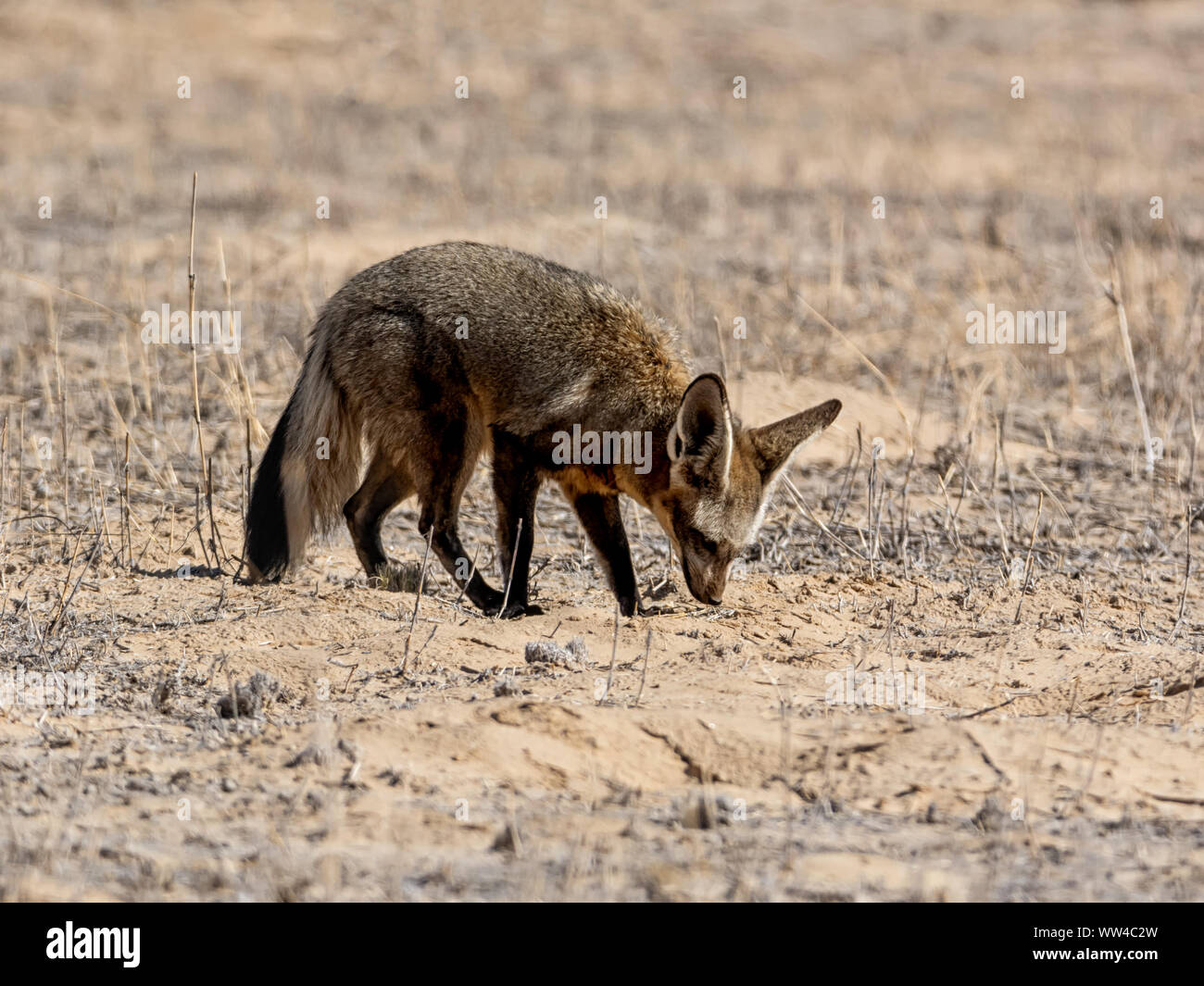 Savannah Fox's Instagram, Twitter & Facebook on IDCrawl