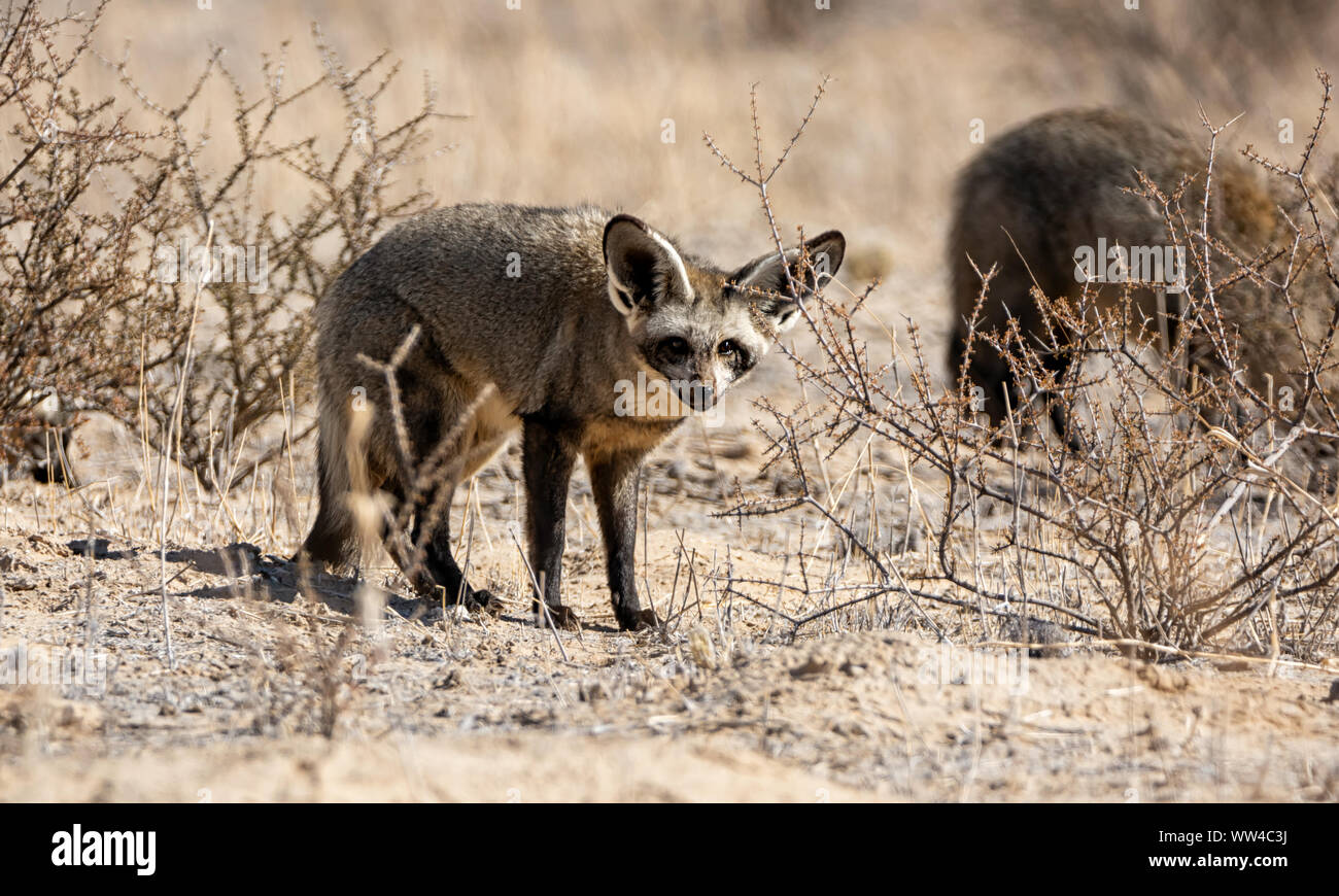 A bat-eared Fox foraging in Southern African savannah Stock Photo - Alamy