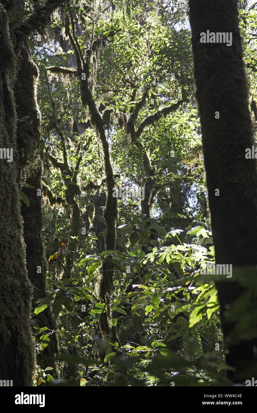 Pureora hi-res stock photography and images - Alamy