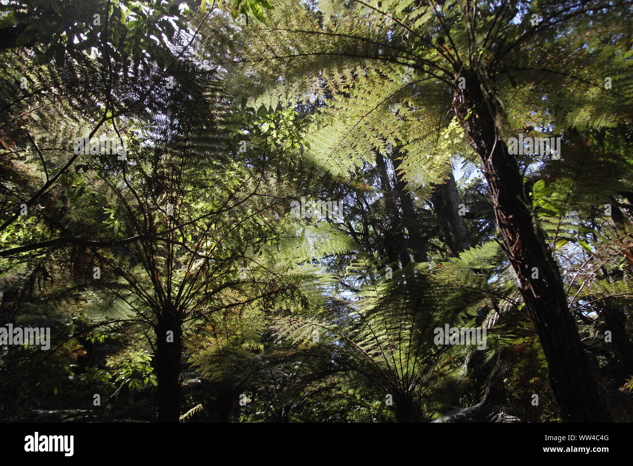 Pureora new zealand hi-res stock photography and images - Alamy