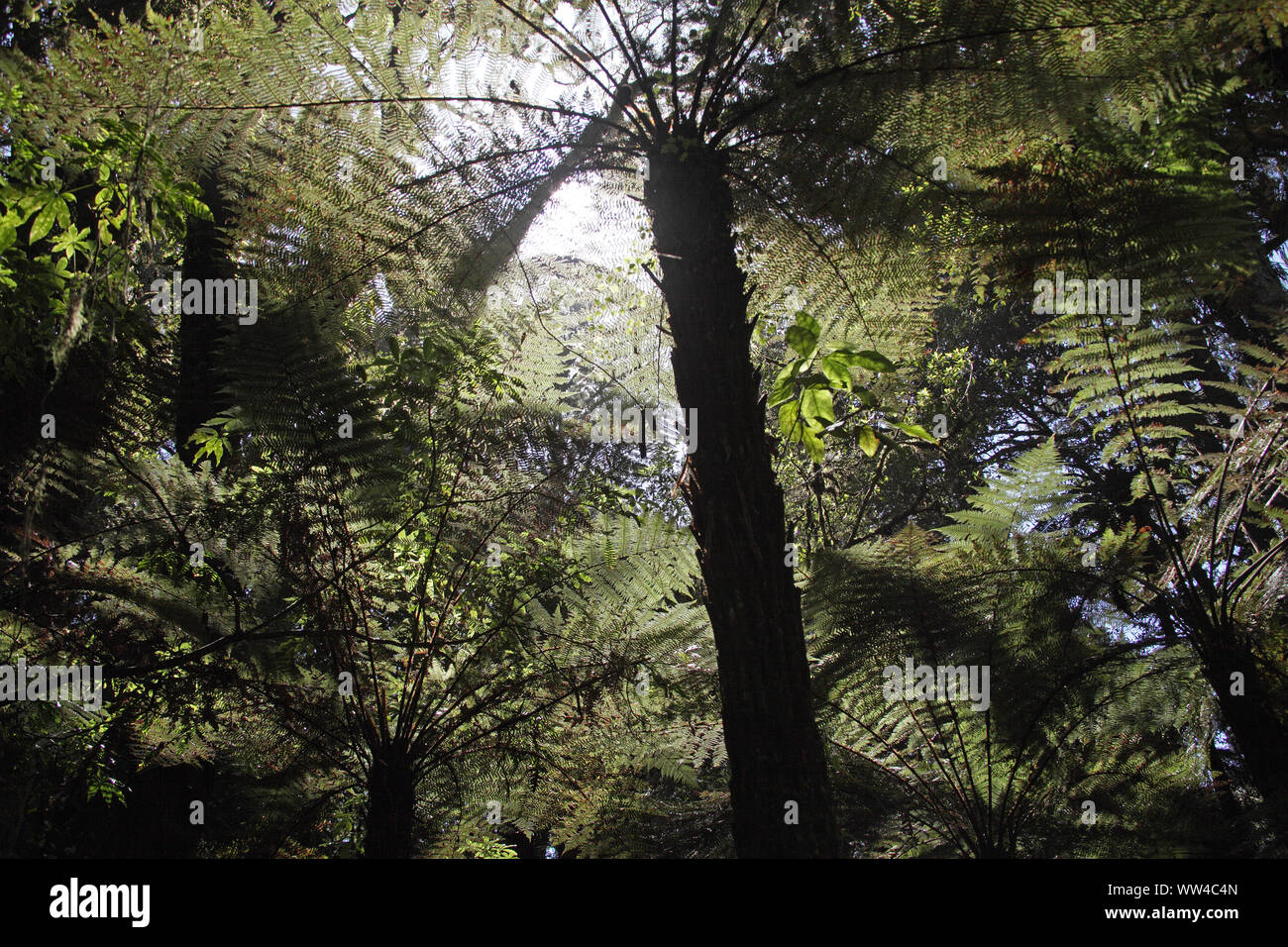 Pureora forest park hi-res stock photography and images - Alamy