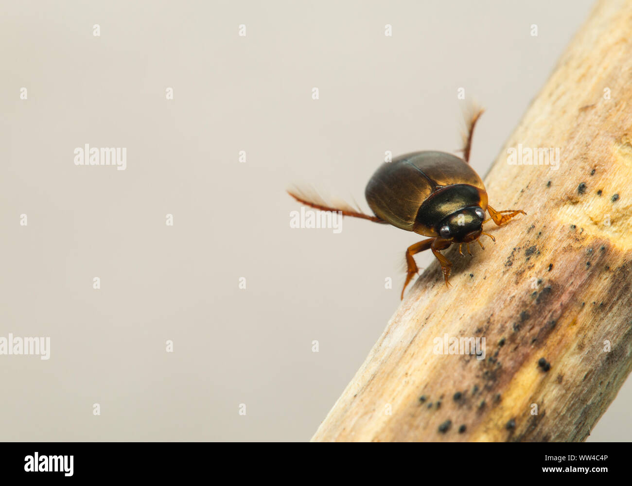 Agabus hi-res stock photography and images - Alamy