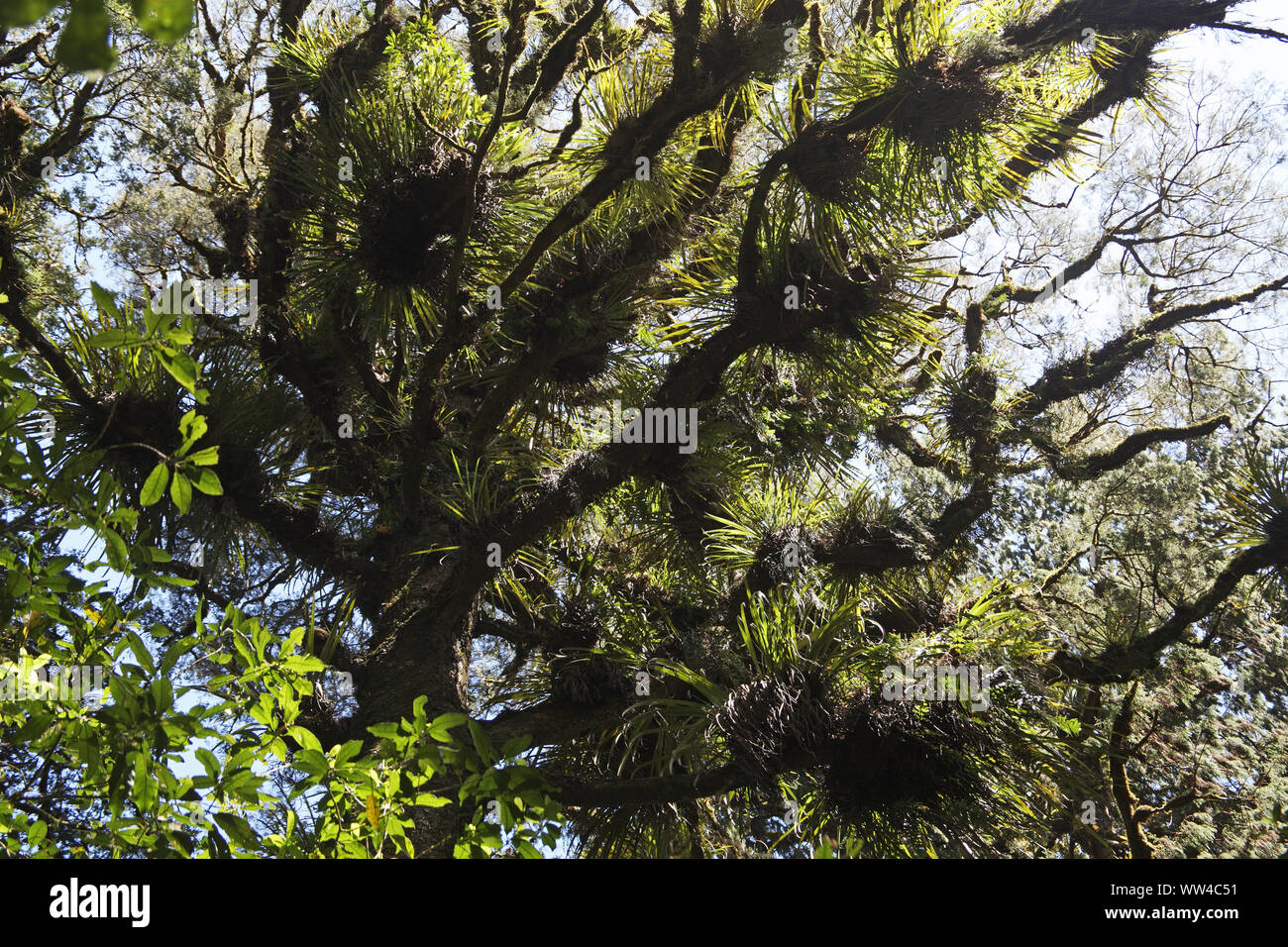 Totara trees new zealand hi-res stock photography and images - Alamy