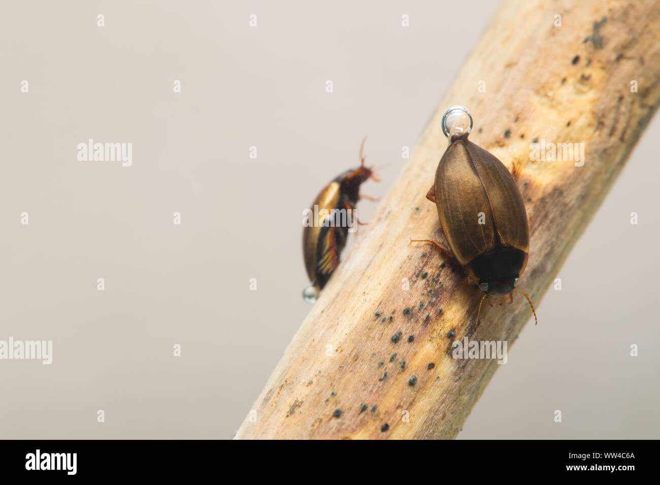Agabus hi-res stock photography and images - Alamy