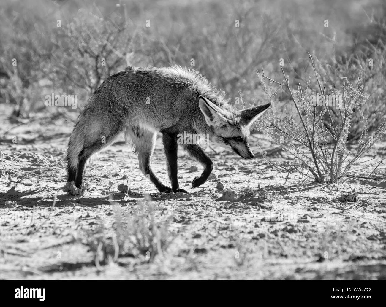 Savannah fox Black and White Stock Photos & Images - Alamy