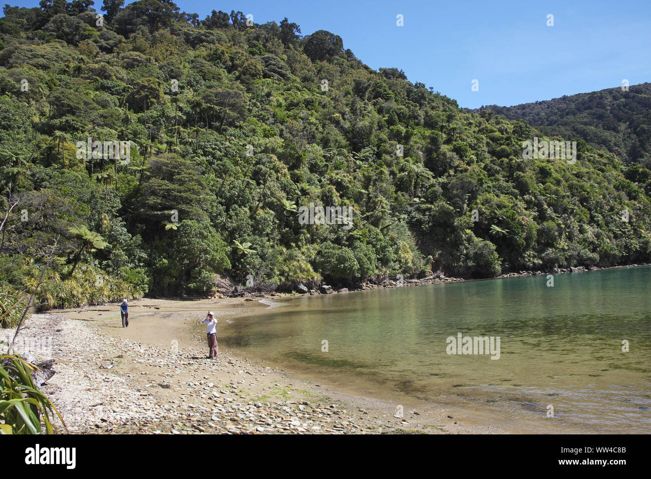 Ship Cove Queen Charlotte Sound South Island New Zealand Stock Photo ...