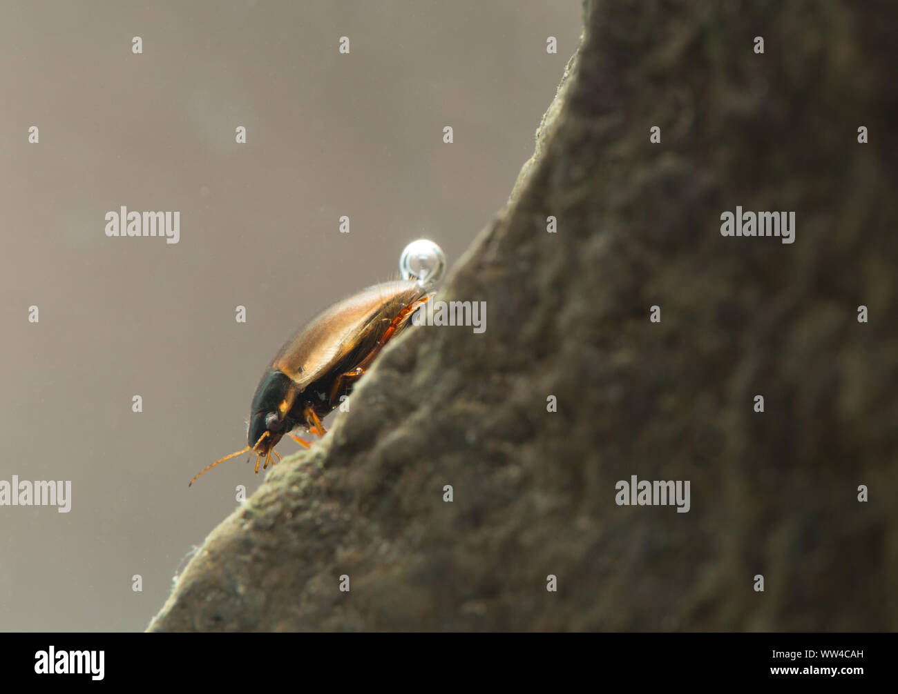 Predatory water beetle hi-res stock photography and images - Alamy