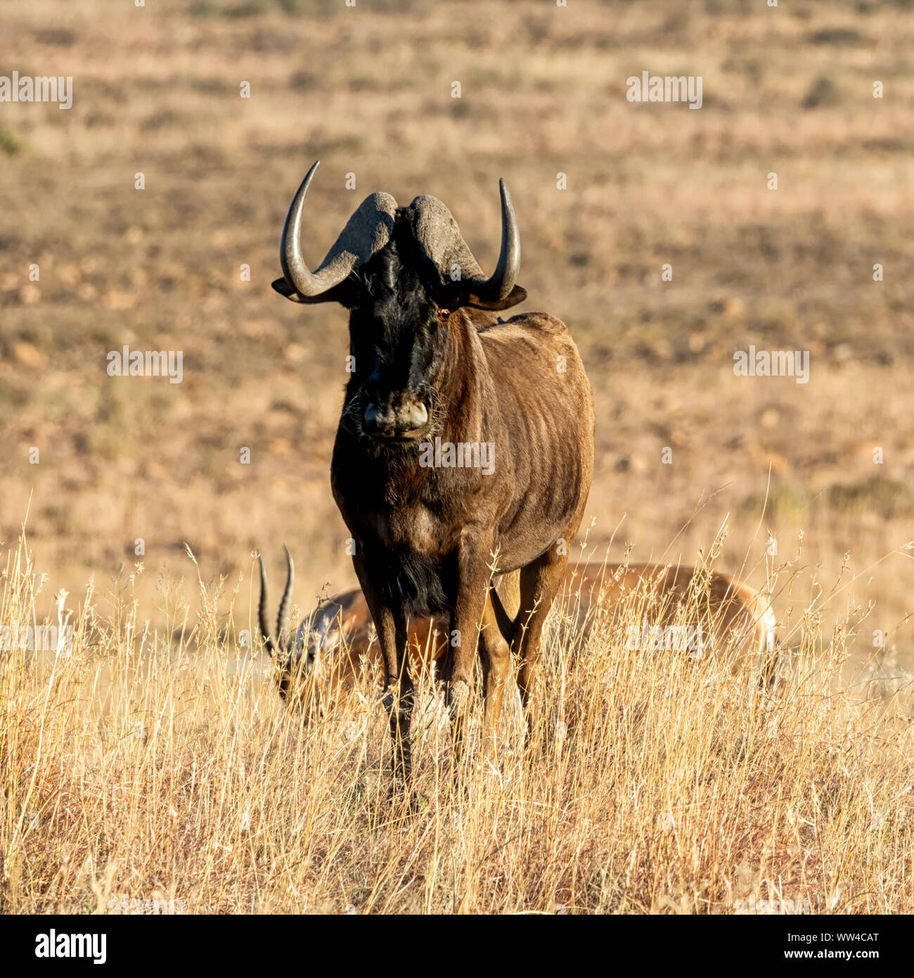 Black Wildebeest antelope in Southern African savanna Stock Photo - Alamy