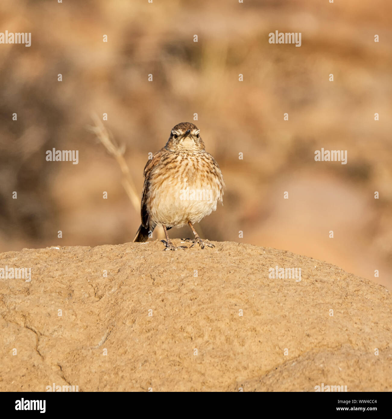 Red Termite Mound High Resolution Stock Photography and Images - Alamy
