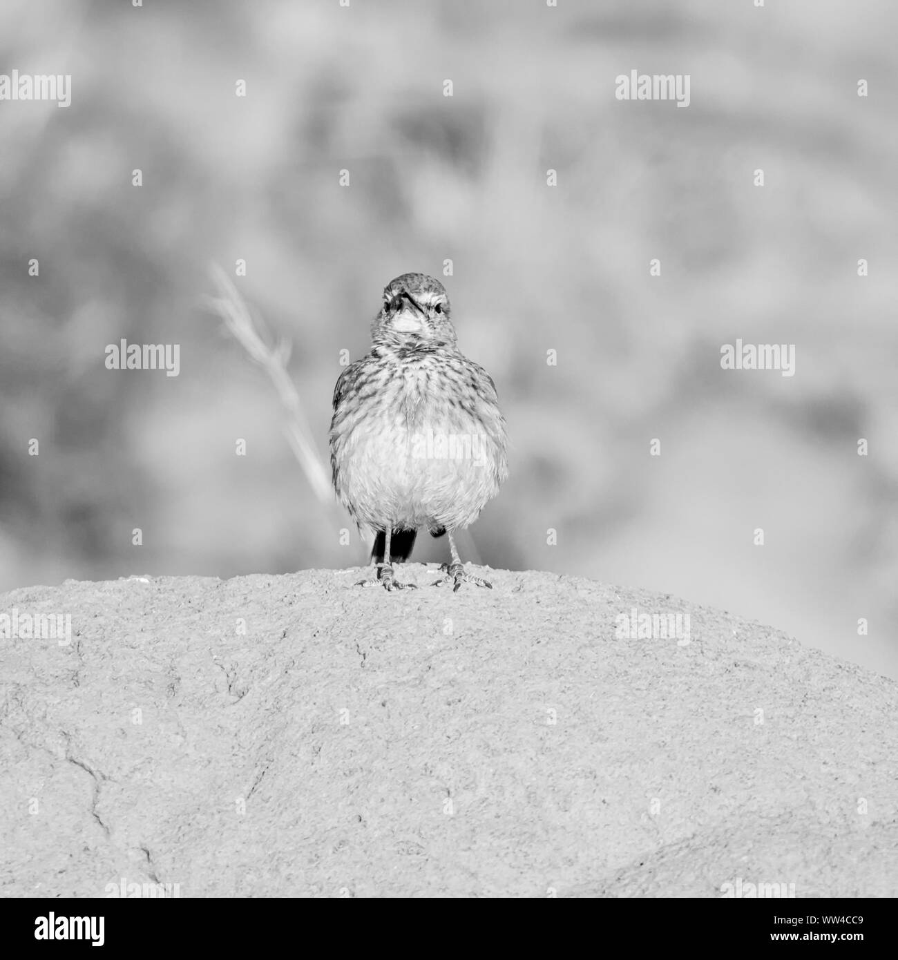 Eastern grey lark hi-res stock photography and images - Alamy