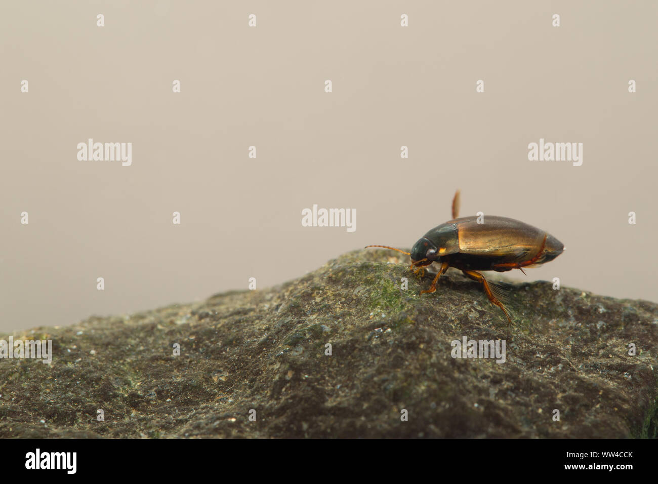 Agabini hi-res stock photography and images - Alamy