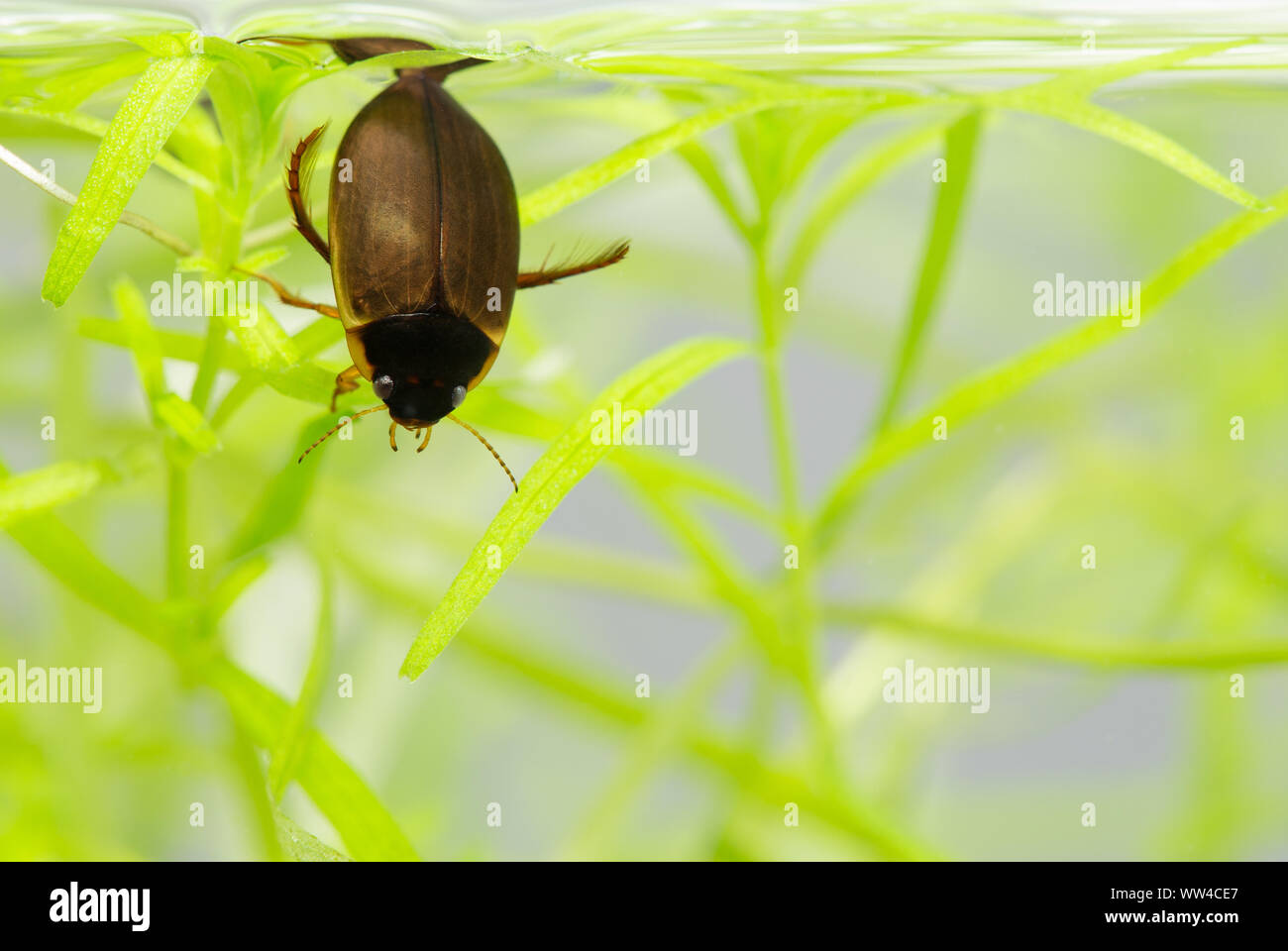 Diving beetle (Agabus sp Stock Photo - Alamy
