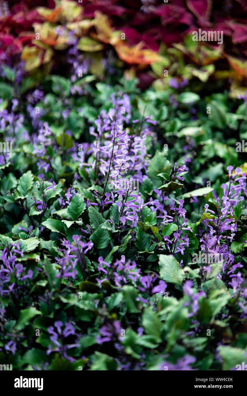 Small purple flowers in the garden Stock Photo - Alamy