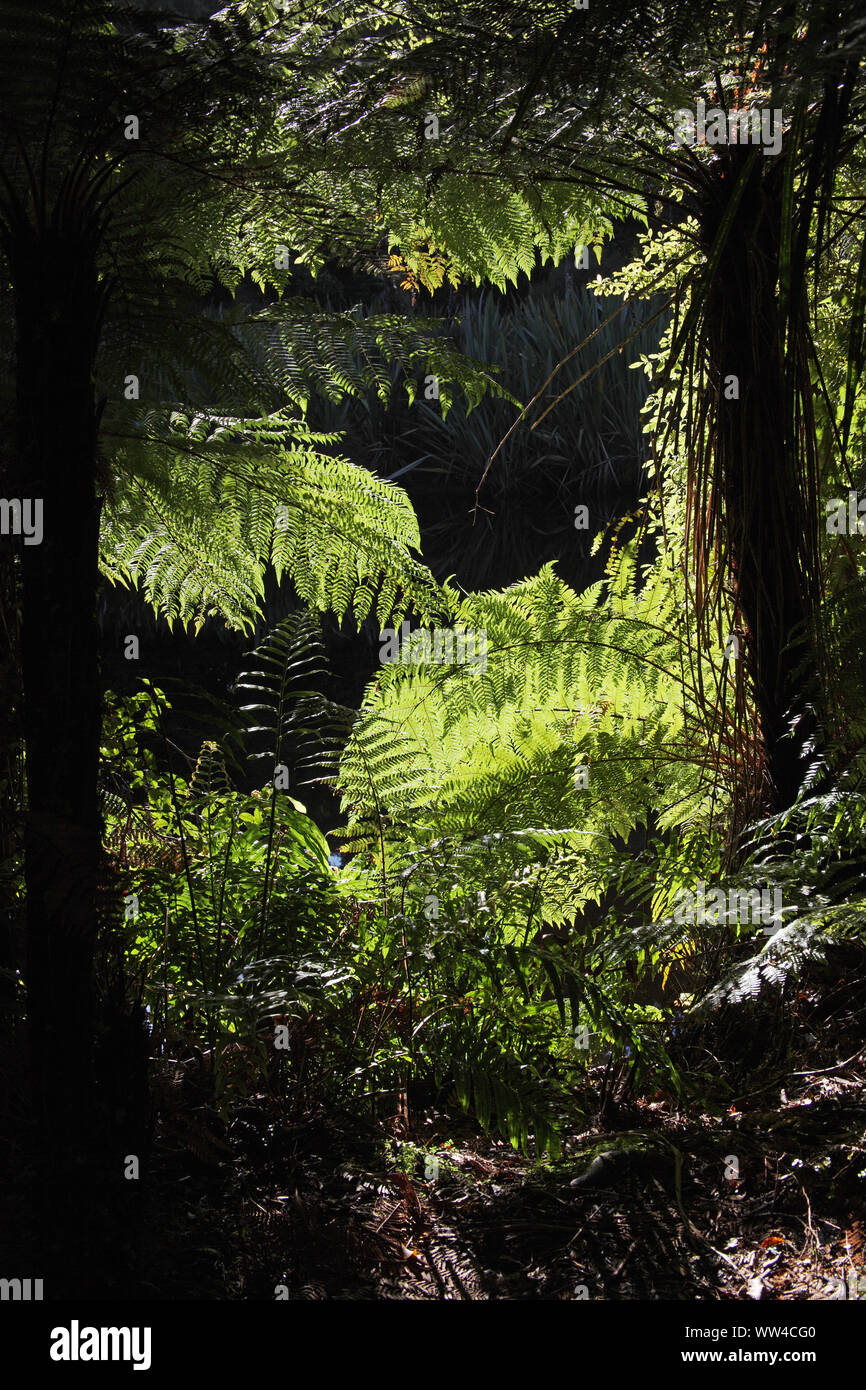 Tree ferns in ancient forest Ship Creek South Island New Zealand Stock ...