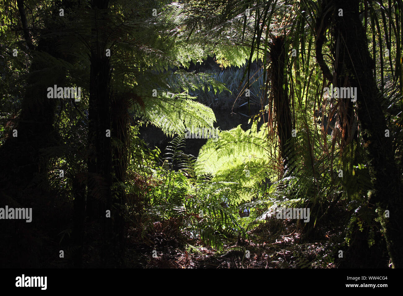 Tree ferns in ancient forest Ship Creek South Island New Zealand Stock ...