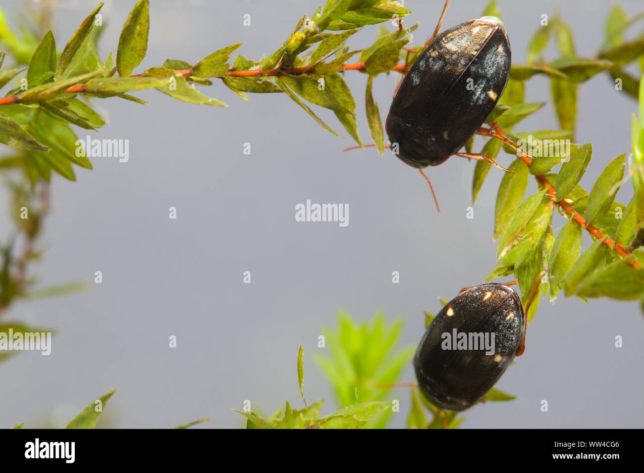 Diving beetle (Agabus guttatus Stock Photo - Alamy