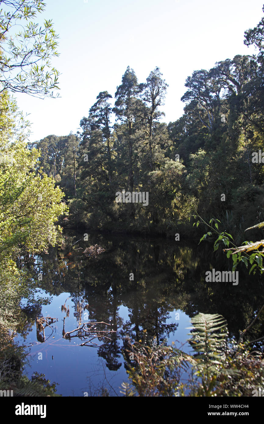 Pool in ancient swamp forest Ship Creek Nature Trail South Island New ...
