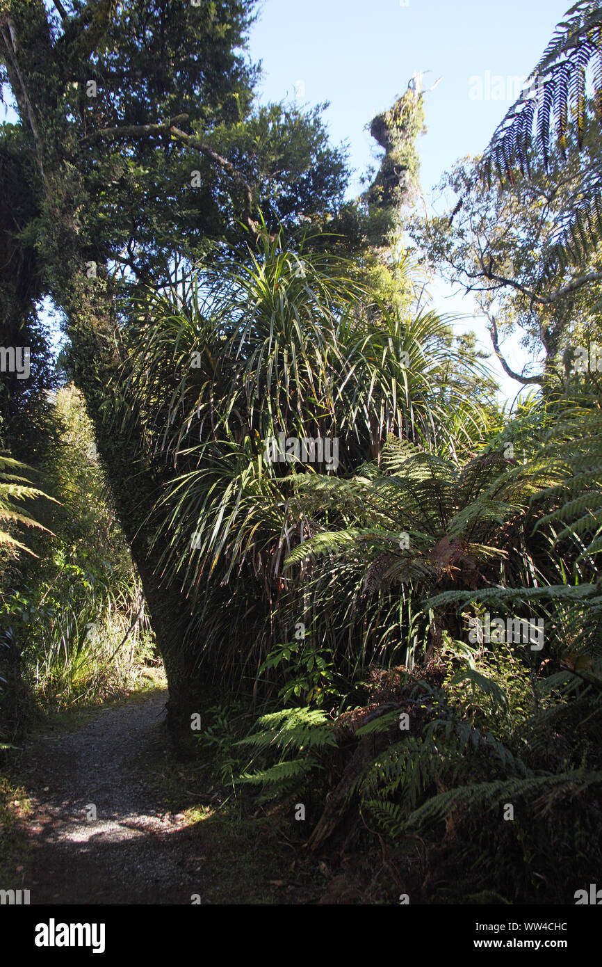 Ancient swamp forest Ship Creek Nature Trail South Island New Zealand ...