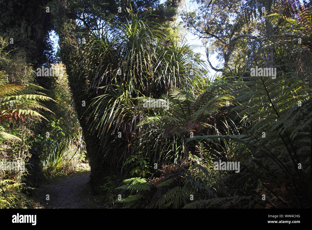 Ancient swamp forest Ship Creek Nature Trail South Island New Zealand ...