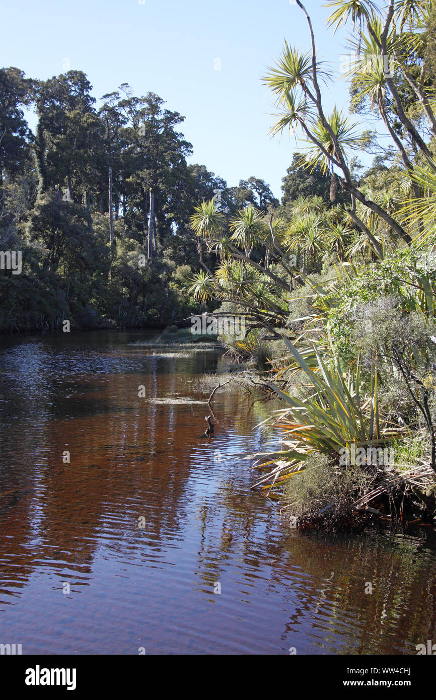 Pool in ancient swamp forest Ship Creek Nature Trail South Island New ...