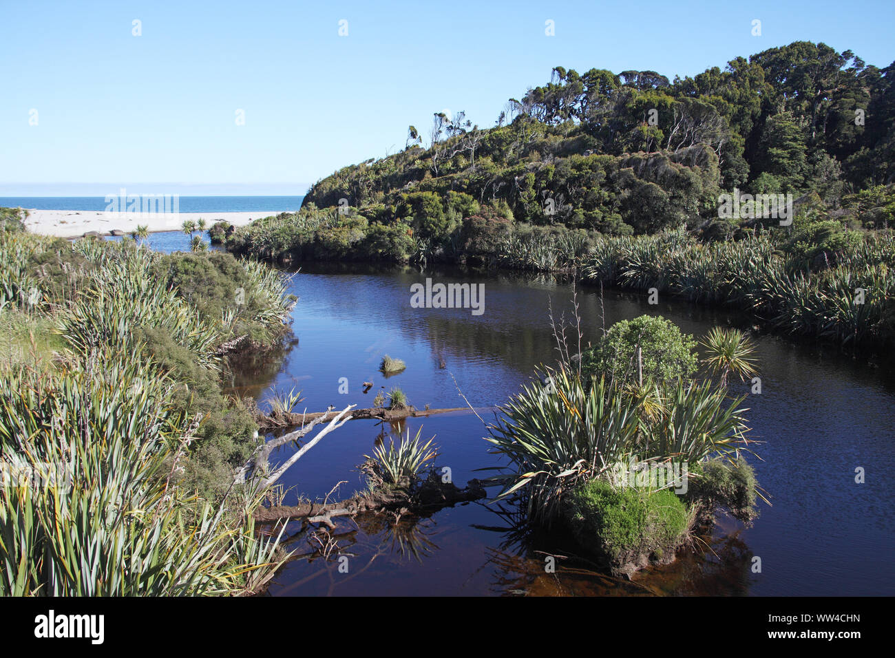 Ancient swamp forest and beach Ship Creek Nature Trail South Island New ...