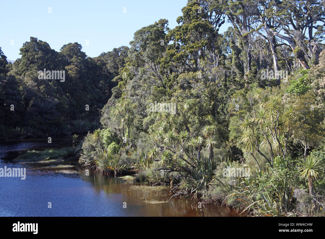 Ancient swamp forest and beach Ship Creek Nature Trail South Island New ...