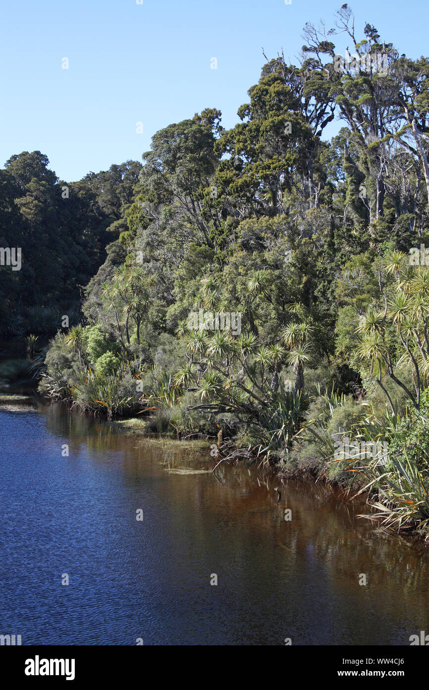 Ancient swamp forest and beach Ship Creek Nature Trail South Island New ...