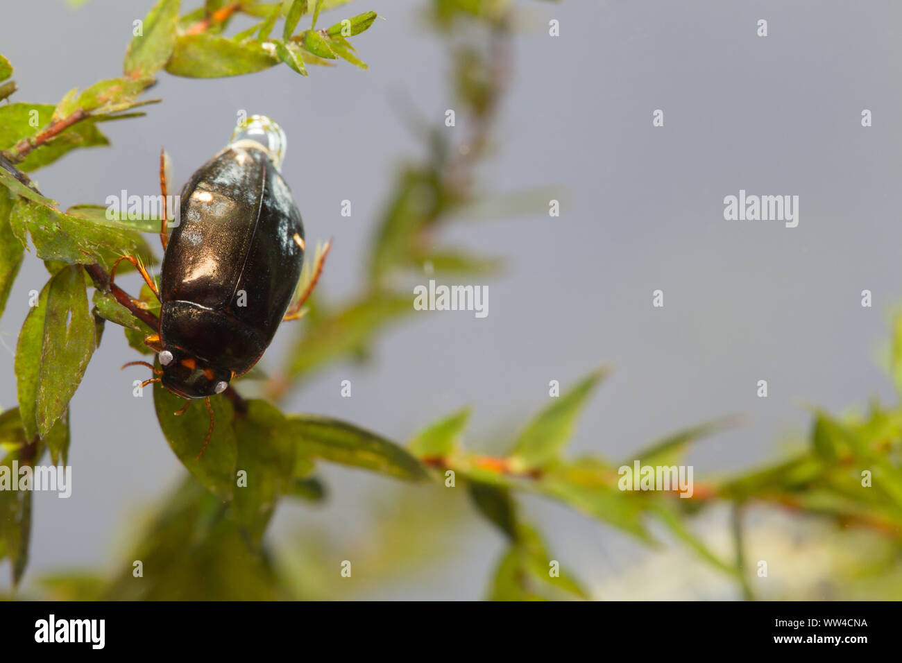 Diving beetle (Agabus guttatus Stock Photo - Alamy