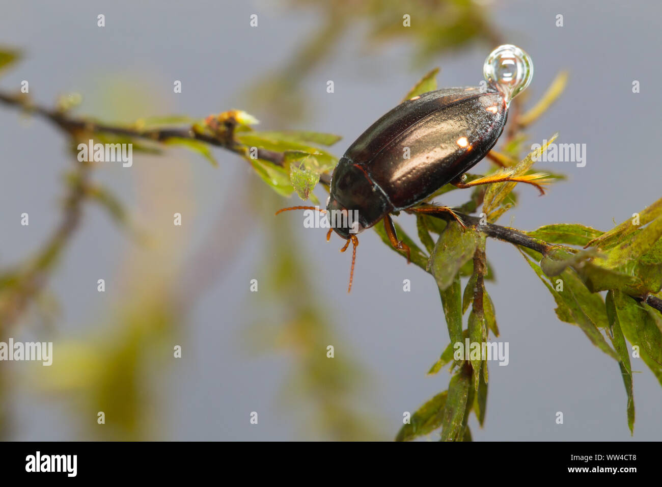 Diving beetle (Agabus guttatus Stock Photo - Alamy